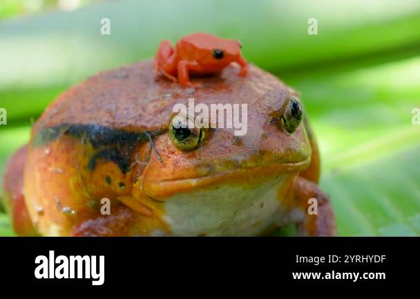 A large tomato frog (Dyscophus antongilii) carries a tiny golden ...
