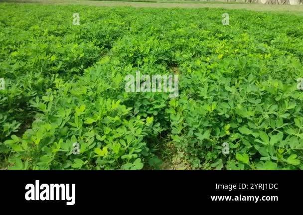 Plantation peanuts Stock Videos & Footage - HD and 4K Video Clips - Alamy