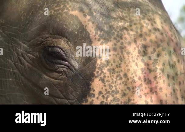 Elephant markings Stock Videos & Footage - HD and 4K Video Clips - Alamy