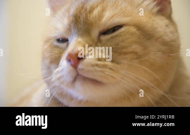 ginger tabby Scottish metis cat facial expressions change subtly as it ...