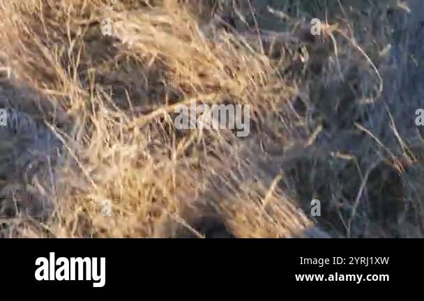 Point of view to legs of young army girl in military shoes jogging ...