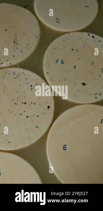 Vertical no people top view of round wheels of artisan cheese floating ...