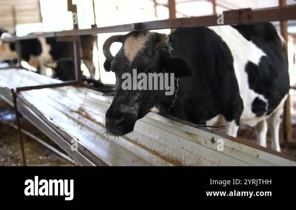 This image shows a closeup of a Holstein cow in a barn, highlighting ...