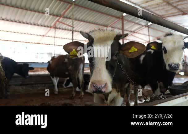 Dairy cows in traditional barns symbolize modern livestock farming and ...