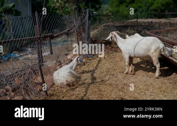 Two fluffy white goats play together on a charming rustic farm ...