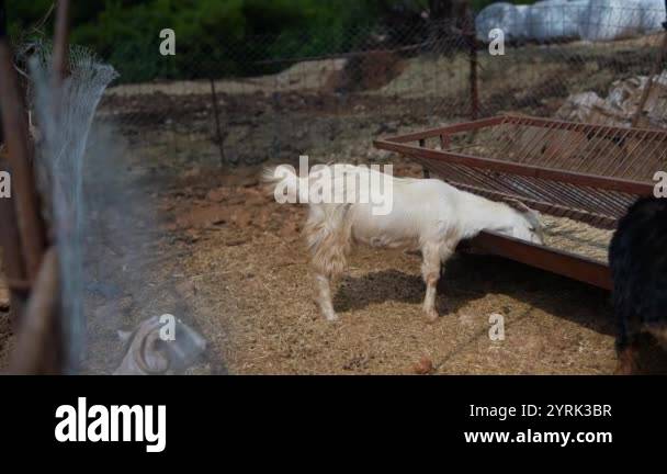 A brown goat is happily munching on feed from a rustic feeding trough ...