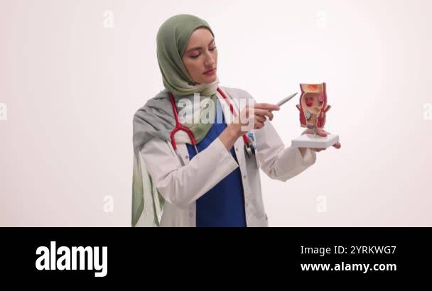 Muslim woman doctor points to different parts of rectum model. Female ...