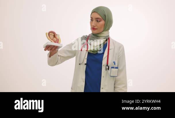 Muslim woman doctor points to different areas of fetal model. Female ...