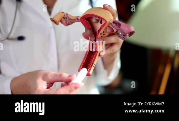 A detailed anatomical model illustrating the components and functions ...