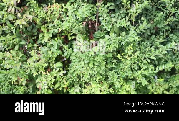 Dense arrangement of vibrant leaves forms lush hedge. Thick bush of ...