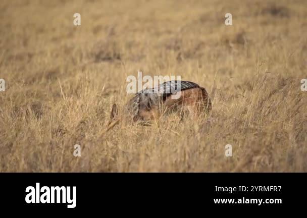 Animal animals mammal mammals carnivore carnivores beast Stock Videos ...