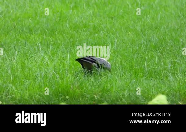 A crow foraging for food on a green lawn in an urban garden ...