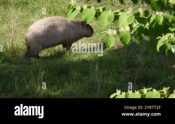 A capybara leisurely strolls through lush green grass. Capybara's Green ...