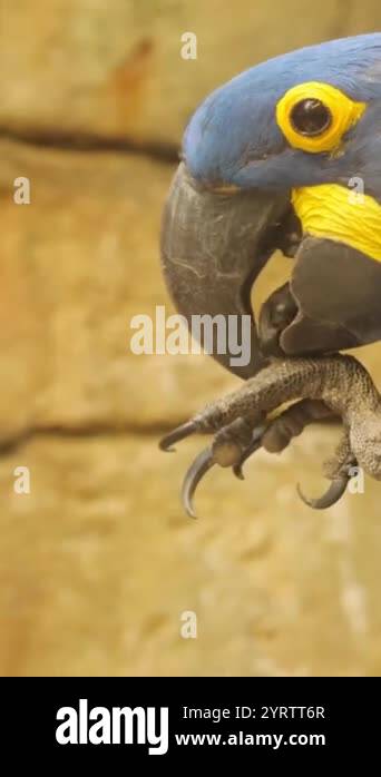 Lively rainforest habitat Stock Videos & Footage - HD and 4K Video ...