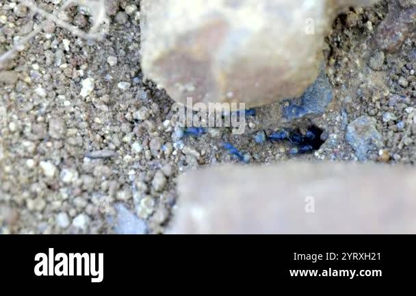 Tiny creatures Stock Videos & Footage - HD and 4K Video Clips - Alamy