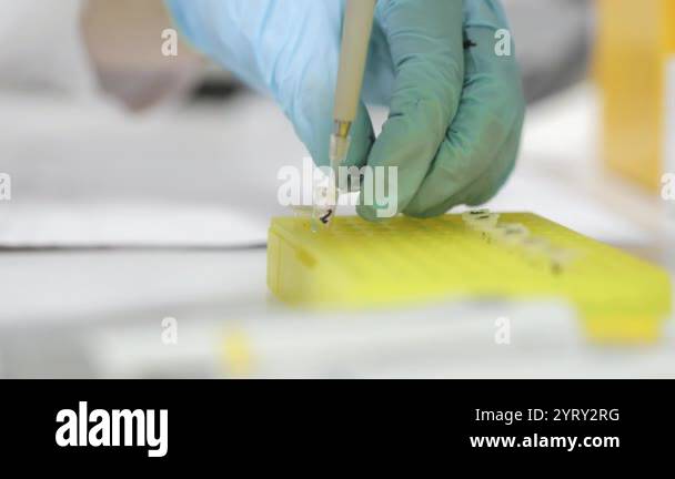 A genetics laboratory researcher drops samples with a pipette. Concept ...
