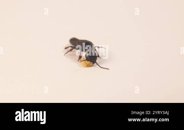 Devil's coach-horse beetle (Ocypus olens) preying on moth larva. Hornet ...