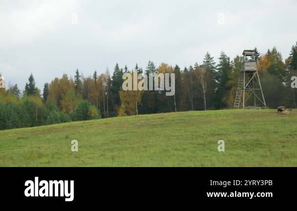 Flock of Sheep in a Green Meadow on a Hilltop with a Hunting Tower Next ...