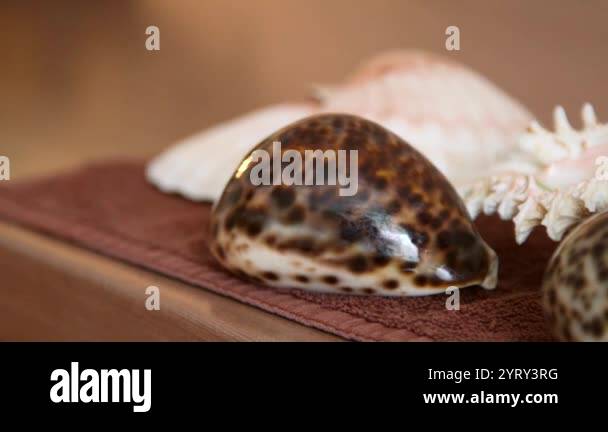 Large Decorative Seashells Neatly Arranged on a Towel in a SPA Center ...