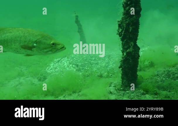 Largemouth Bass Micropterus nigricans Swimming on the Bottom of a ...