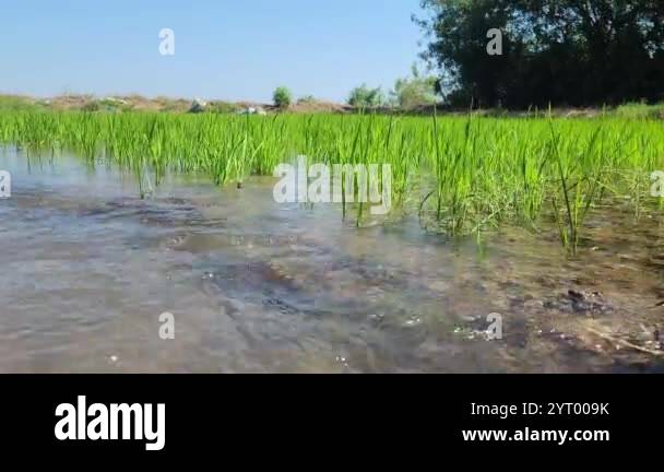 rice planting and water flows in rice fields, plant rice, rice farming ...