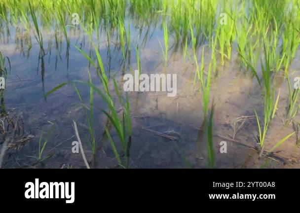 rice planting and water flows in rice fields, plant rice, rice farming ...