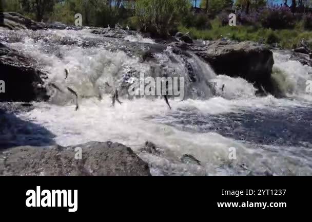 Jumping mullet fish Stock Videos & Footage - HD and 4K Video Clips - Alamy