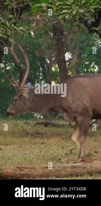 Beautiful male sambar Rusa unicolor deer walking in the forest. Sambar ...