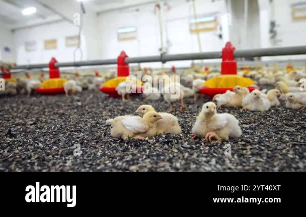Lovely chicks sit comfortably on the cover of sunflower seeds coats ...