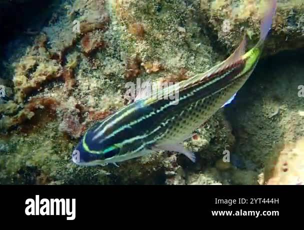 Arabian monocle bream (Scolopsis ghanam), belongs to the family ...