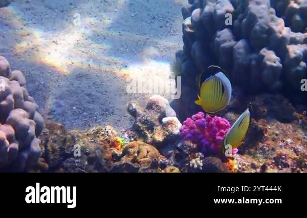 Beautiful butterflyfish, scientific name is Chaetodon austriacus ...