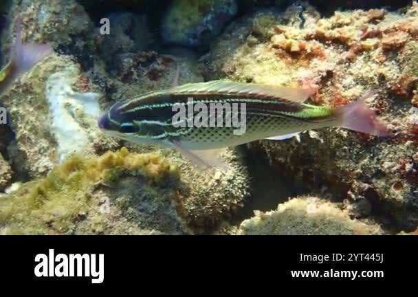 Arabian monocle bream (Scolopsis ghanam), belongs to the family ...