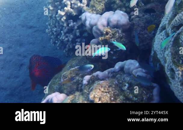Hunting Red coral grouper or sea bass, scientific name is Cephalopholis ...