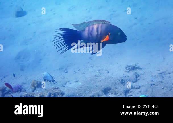 Male of broom-tail wrasse (Cheilinus lunulatus) inspecting coral reefs ...