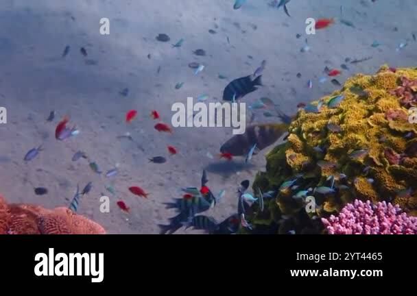 Wonderful nature of coral reef, showing biodiversity of tropical marine ...
