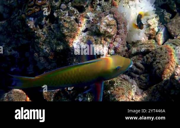 Red sea parrot fish Stock Videos & Footage - HD and 4K Video Clips - Alamy