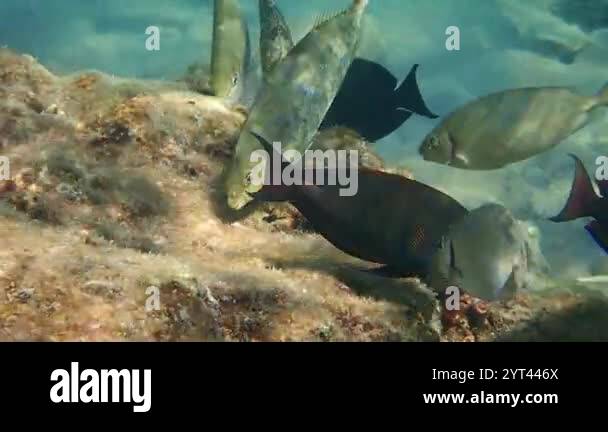 Dusky spinefoot siganus luridus Stock Videos & Footage - HD and 4K ...