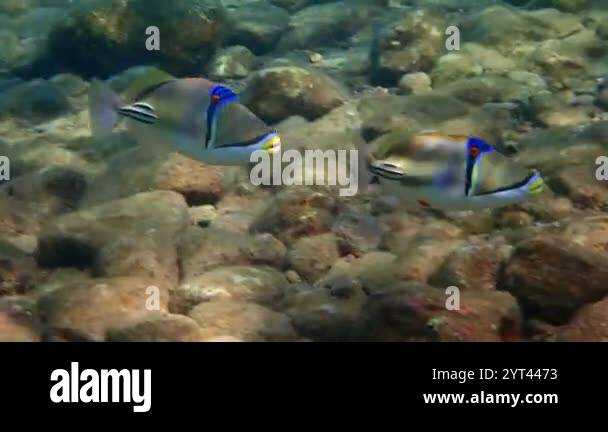 Triggerfish exotic and tropical fish species Stock Videos & Footage ...