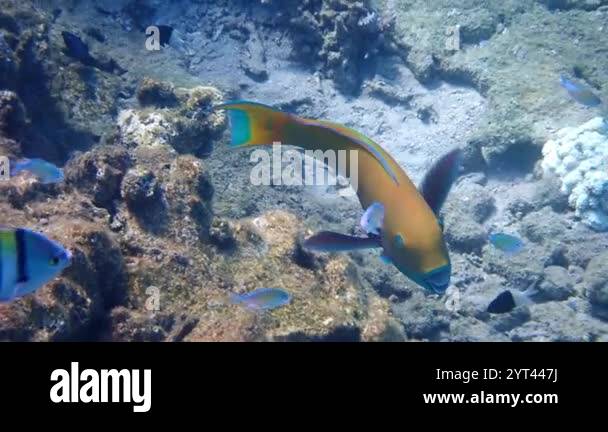 Female pf Parrot-fish, single sergeant fish and school of beautiful ...
