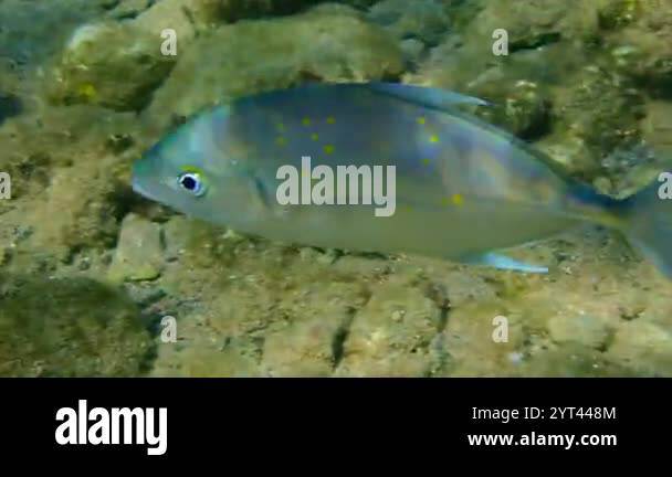Young or juvenile longfin yellowtail (Seriola rivoliana), belongs to ...