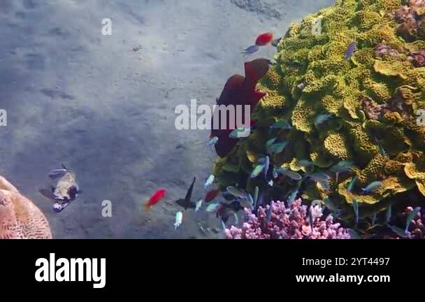 Hunting Red coral grouper or sea bass, scientific name is Cephalopholis ...