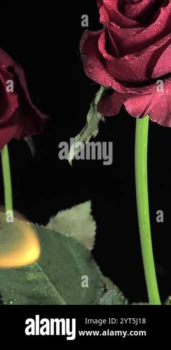 Two stem of red rose inside the dark room with the fire burning on the ...