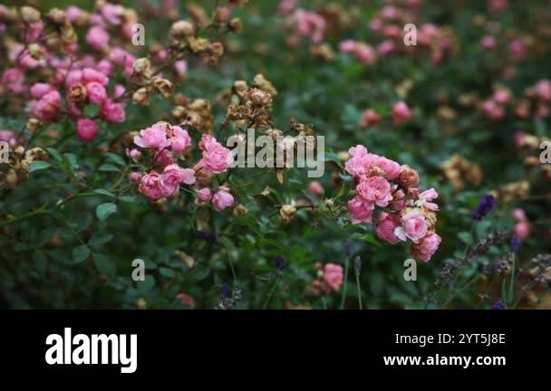 Pink roses bloom vibrantly, contrasting with wilting flowers and green ...