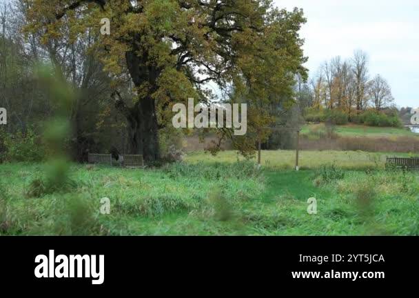 Tree trees field benches Stock Videos & Footage - HD and 4K Video Clips ...