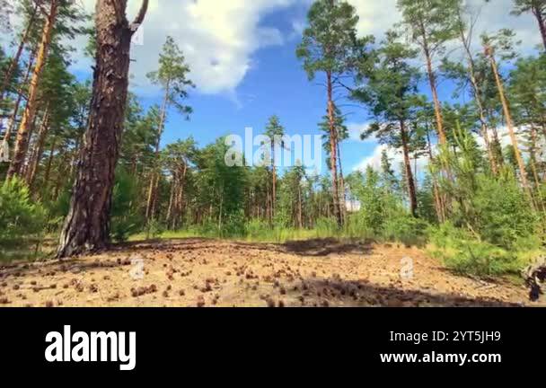 Coniferous forest ground Stock Videos & Footage - HD and 4K Video Clips ...