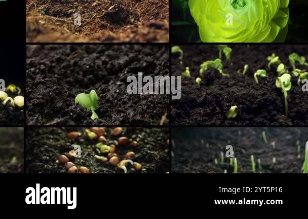 Vertical collage fresh vegetables Stock Videos & Footage - HD and 4K ...