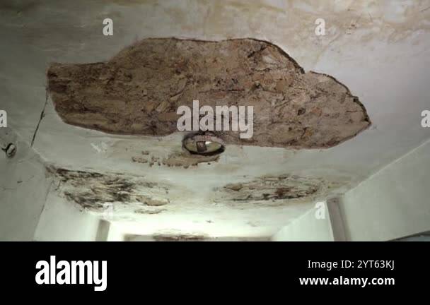 Fungal features Stock Videos & Footage - HD and 4K Video Clips - Alamy