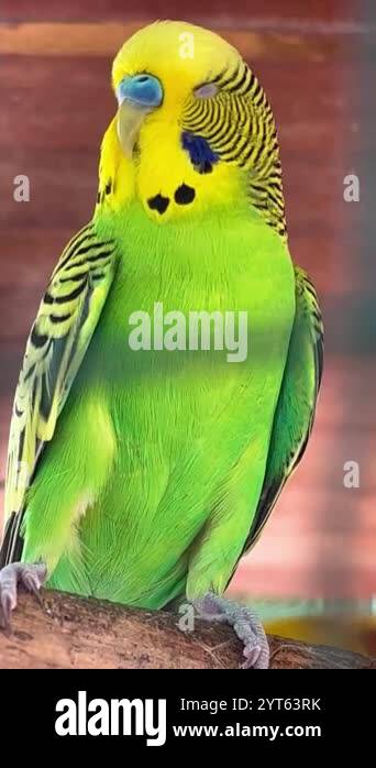 Parrot protection Stock Videos & Footage - HD and 4K Video Clips - Alamy