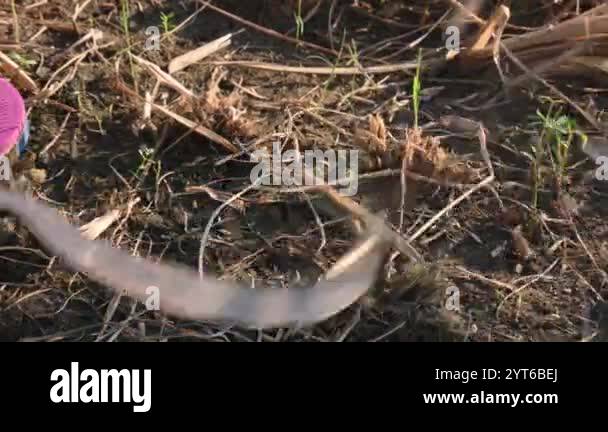 Indian farmer cutting rice plants with a sickle. Hand of indian farmers ...