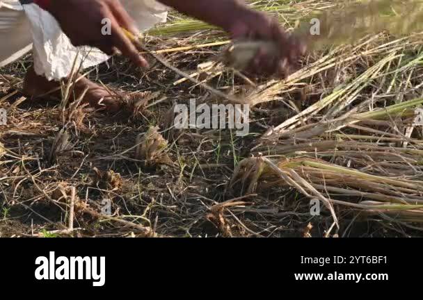 Indian farmer cutting rice plants with a sickle. Hand of indian farmers ...